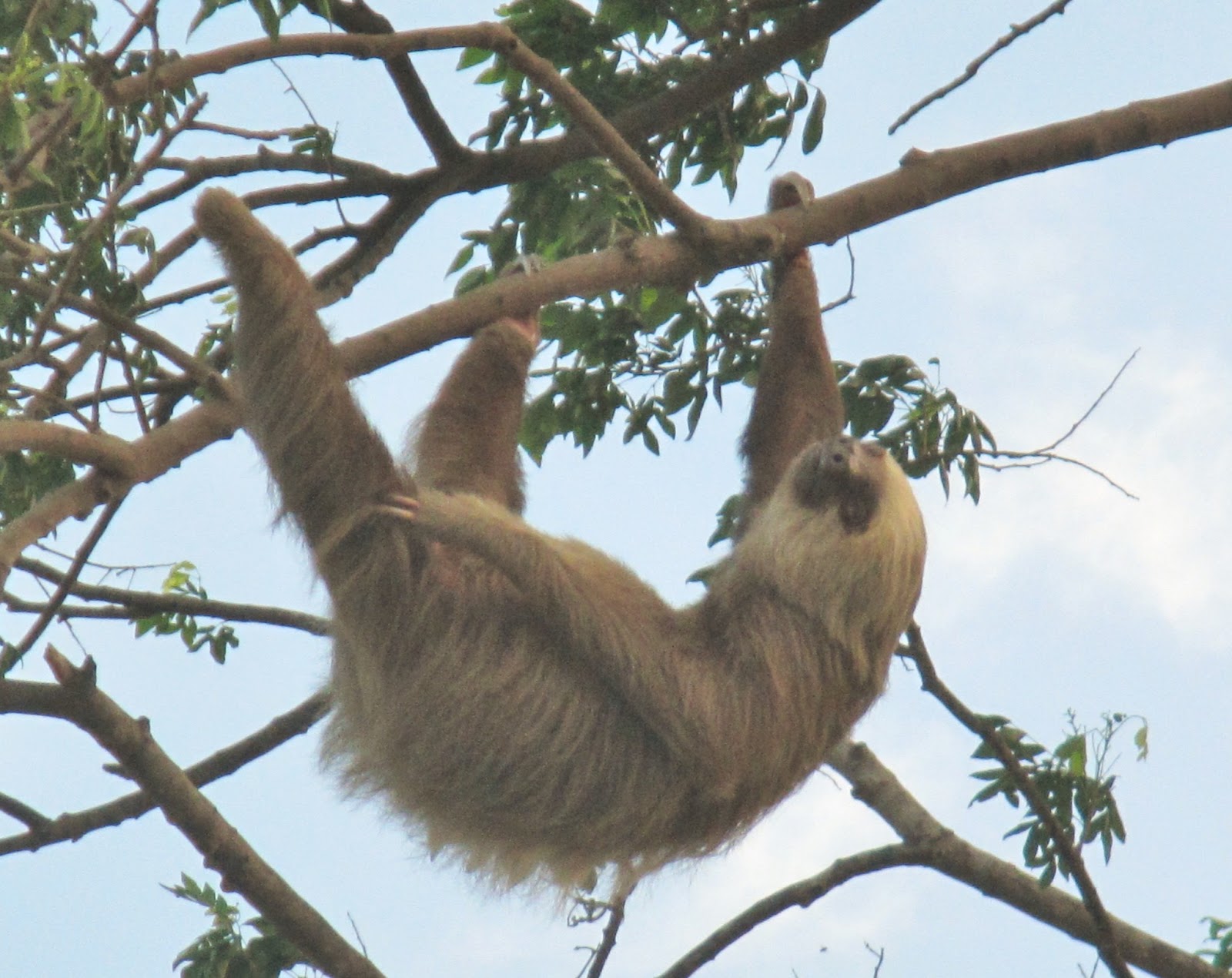 more JOY everywhere!: Sloth Hunt!