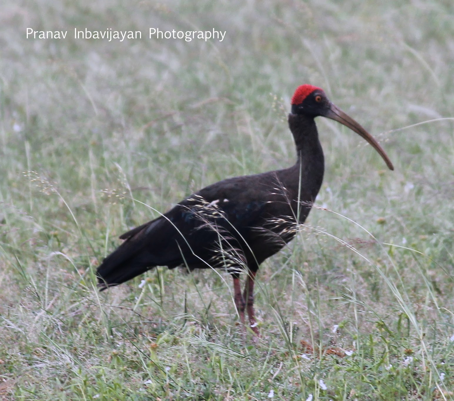 Pranav Inbavijayan: January 2014