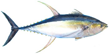 Albacora de Lage (Thunnus albacares)