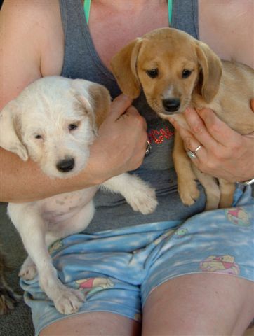 ZAGUATES Y MISINGOS: HERMOSOS PERRITOS Y PERRITAS EN ADOPCION