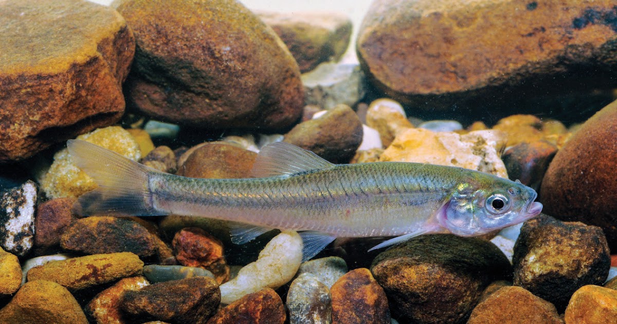 Virginia Tech Ichthyology Class : Effects of Antidepressants on Fish ...