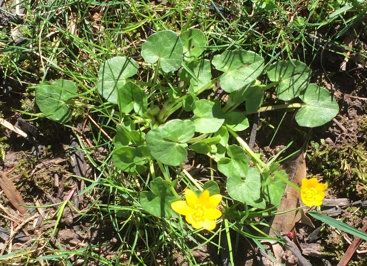 Princeton Nature Notes: Winter Aconite and Fig Buttercup (lesser ...
