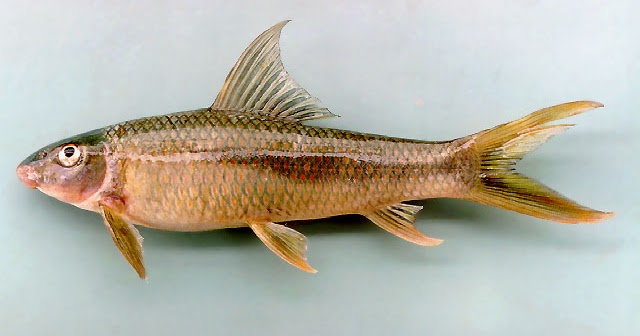 Artes de Pesca: ACTINOPTERYGII