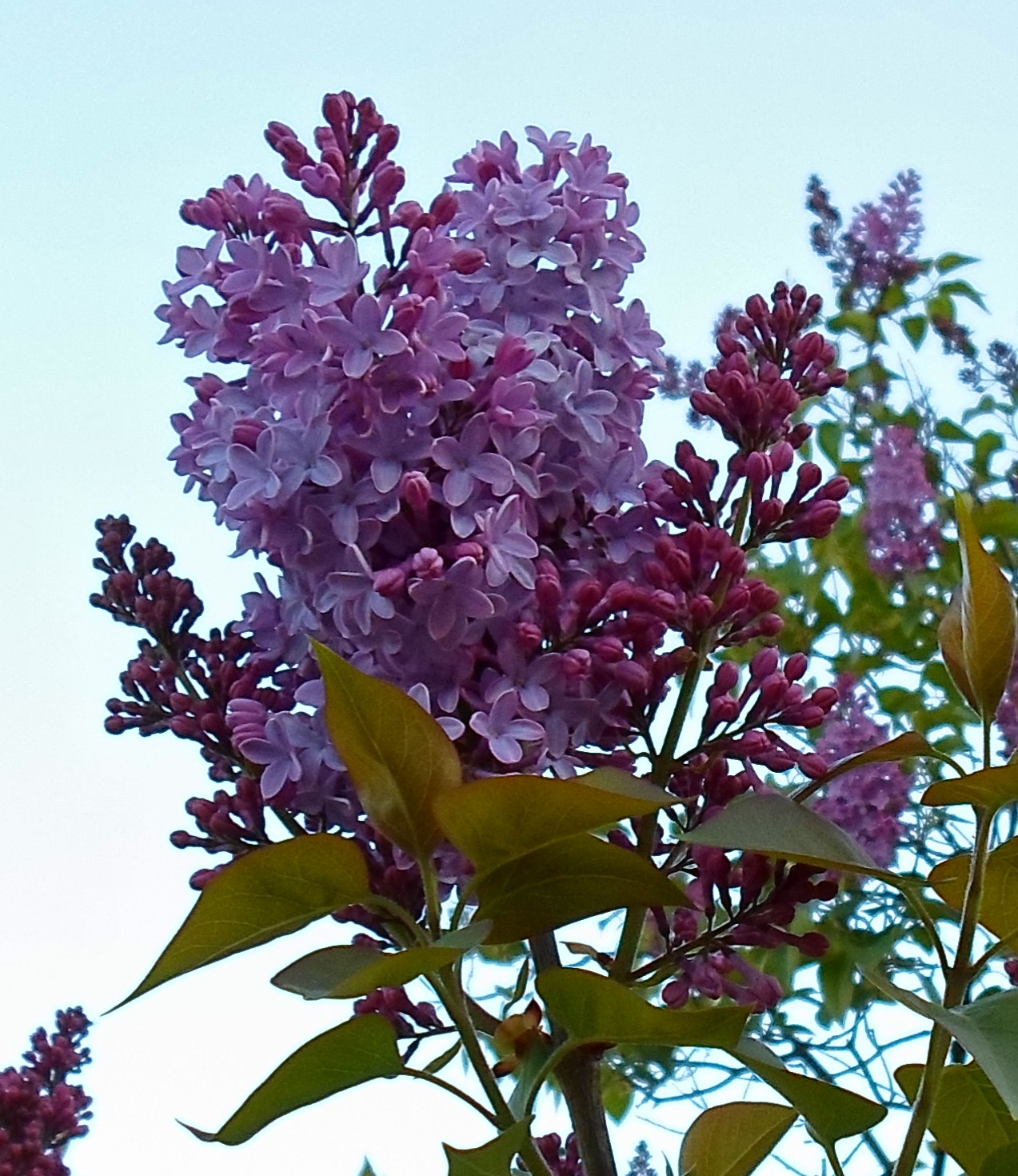 Happier Than A Pig In Mud: Lilac Love!