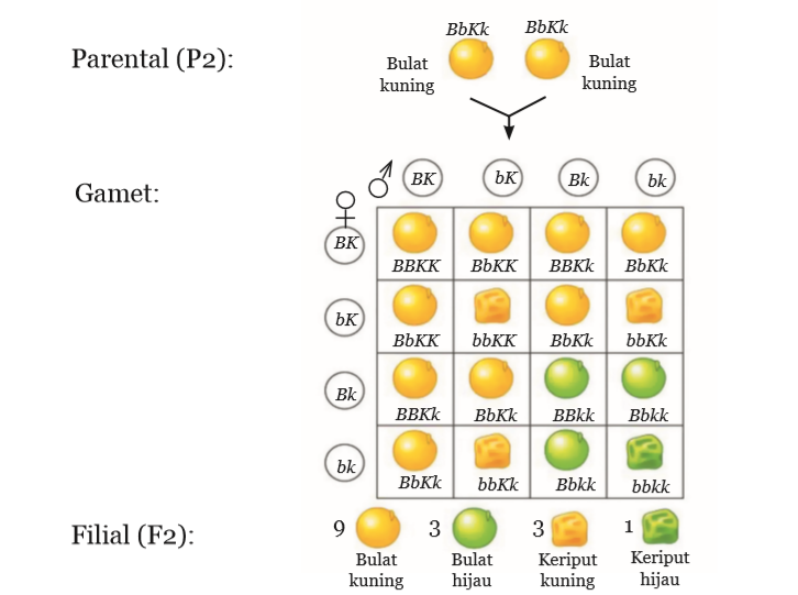 Blog Belajar IPA SMP: Persilangan Dihibrida (Dua Sifat Beda)