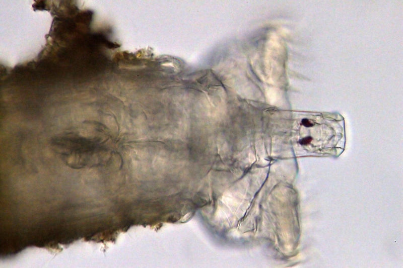 Musings of a Biologist and Dog Lover: Phylum Rotifera