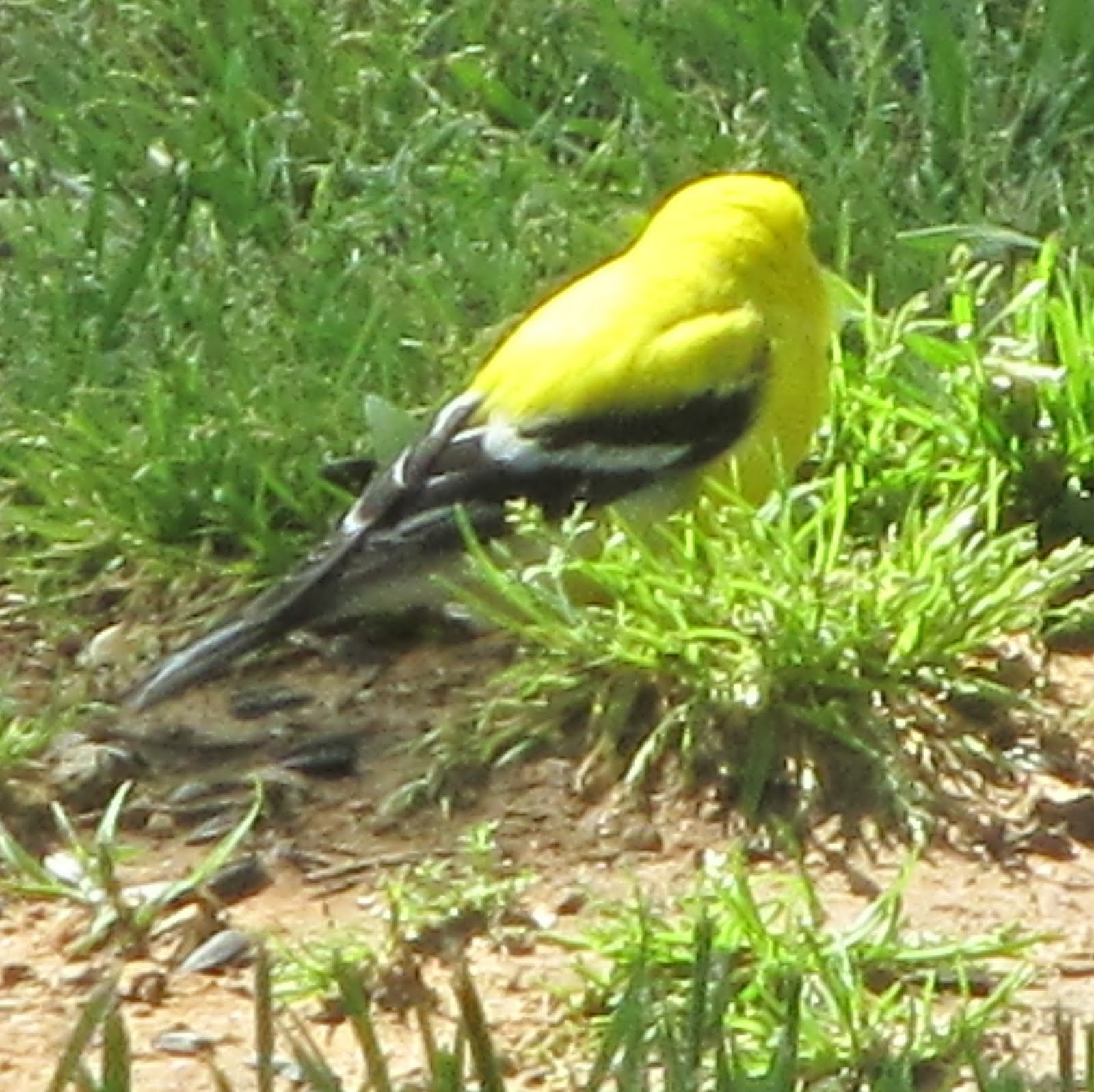 Galla Creek Ephemeris: Chained Bird