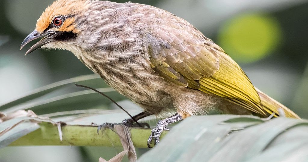 Burung Parkit Harganya Berapa Aneka Macam Warna Burung Parkit - Macam ...
