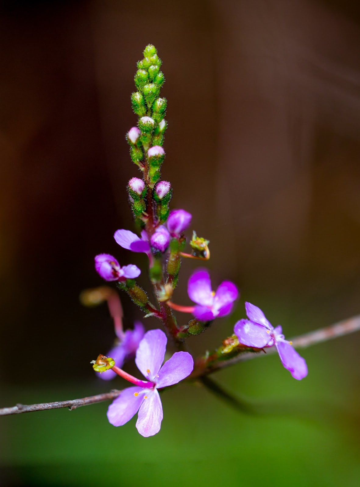 Australian Trigger Plant – Stylidium