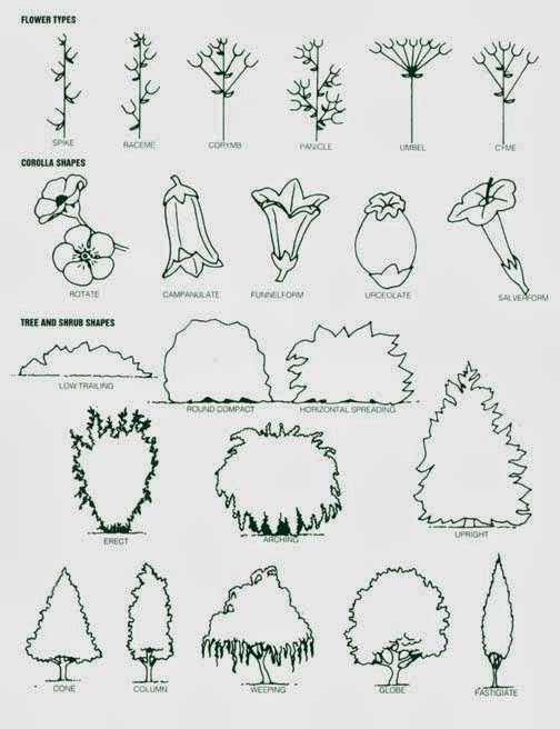 Emma Foster CGA&A: Flower, Tree & Leaf Forms