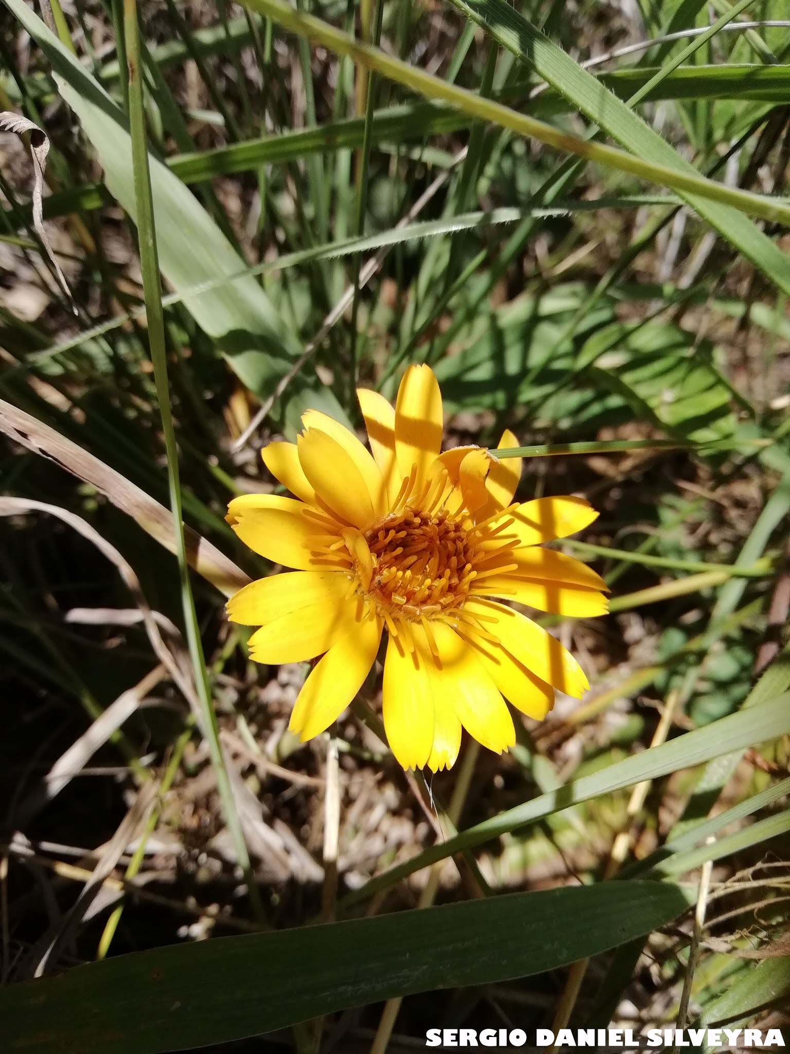 Flora Nativa de Entre Rios