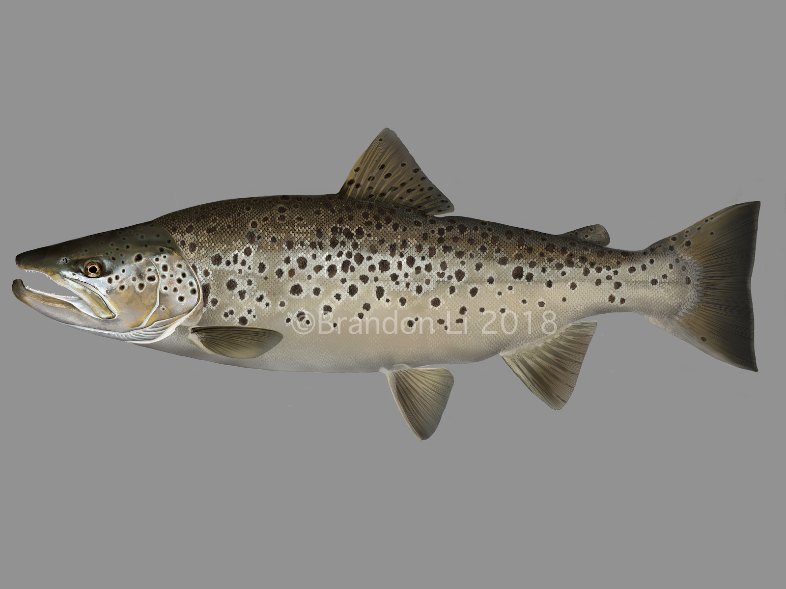 Bass on the Golf Course