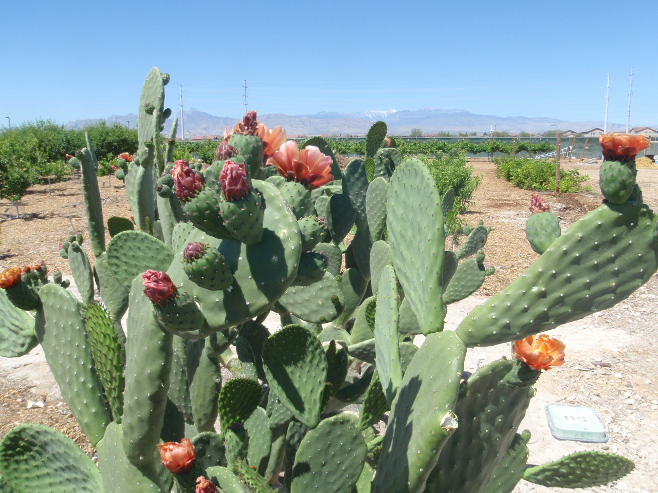 Xtremehorticulture of the Desert: Nopal Cactus (Copena varieties from ...
