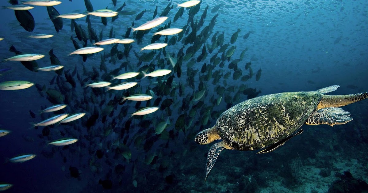 Turtle and Fishes Wallpaper