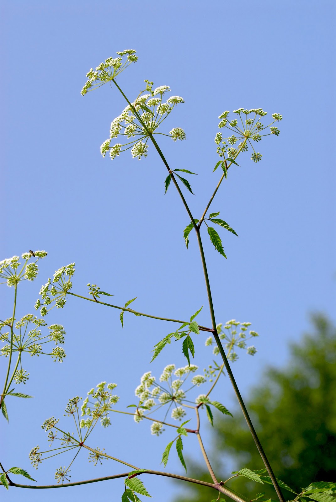 wild new england: Apiaceae, the Carrot Family aka Umbelliferae, the ...