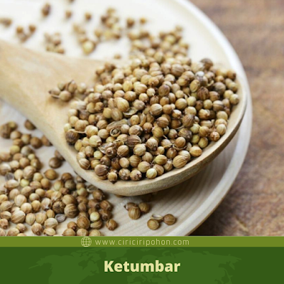 25 Tanaman Rempah Indonesia Yang Memiliki Khasiat Obat - Ciriciripohon.com