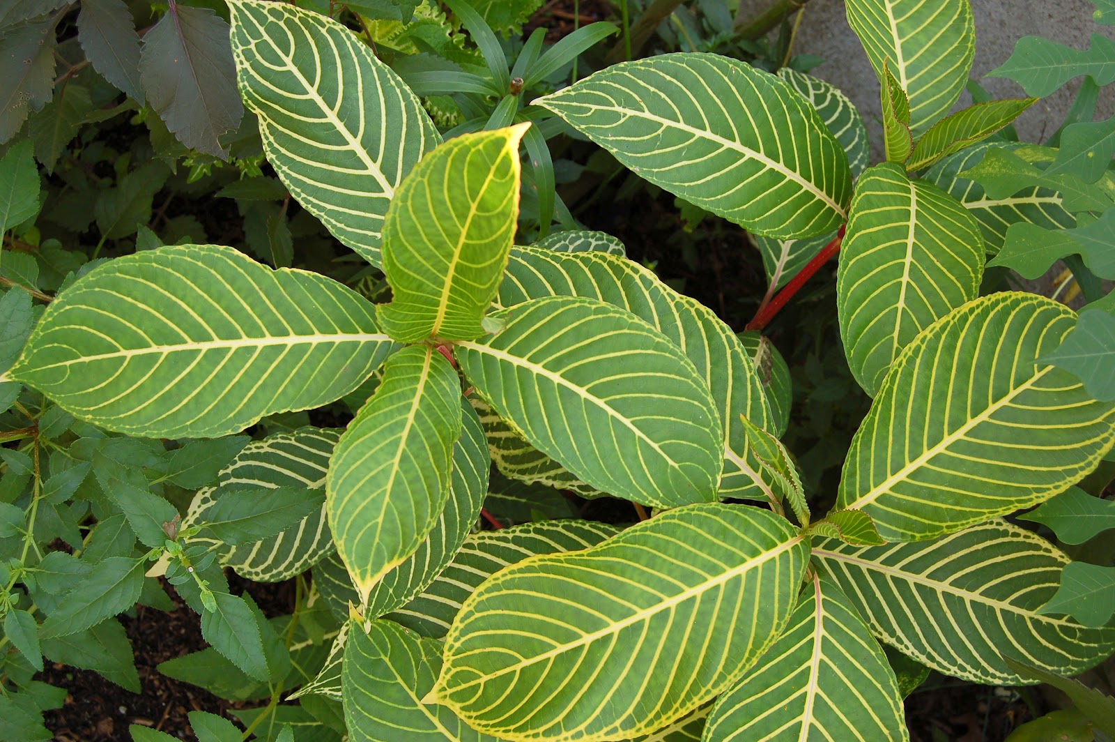 Le sanchezia | Flore de l’île de la Réunion