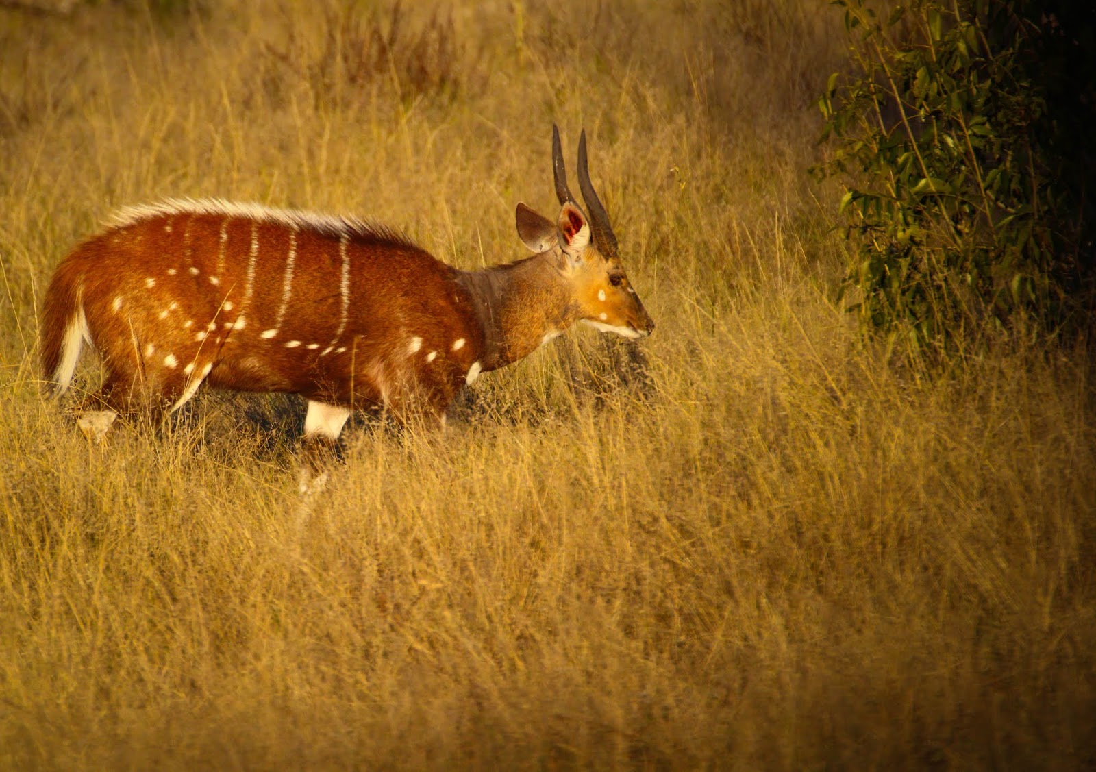 Cannundrums: Cape Bushbuck