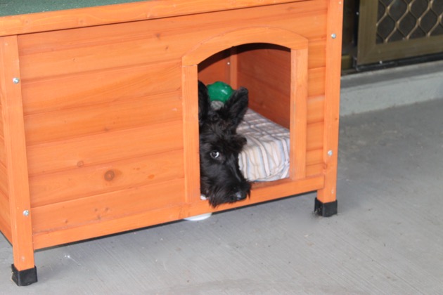 The fox returns and life continues | down to earth