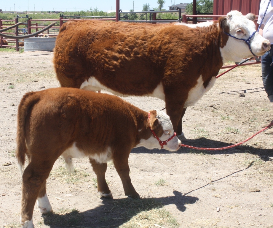 HEREMINIS: Results of First Virtual Cattle Show For Miniature Herefords ...