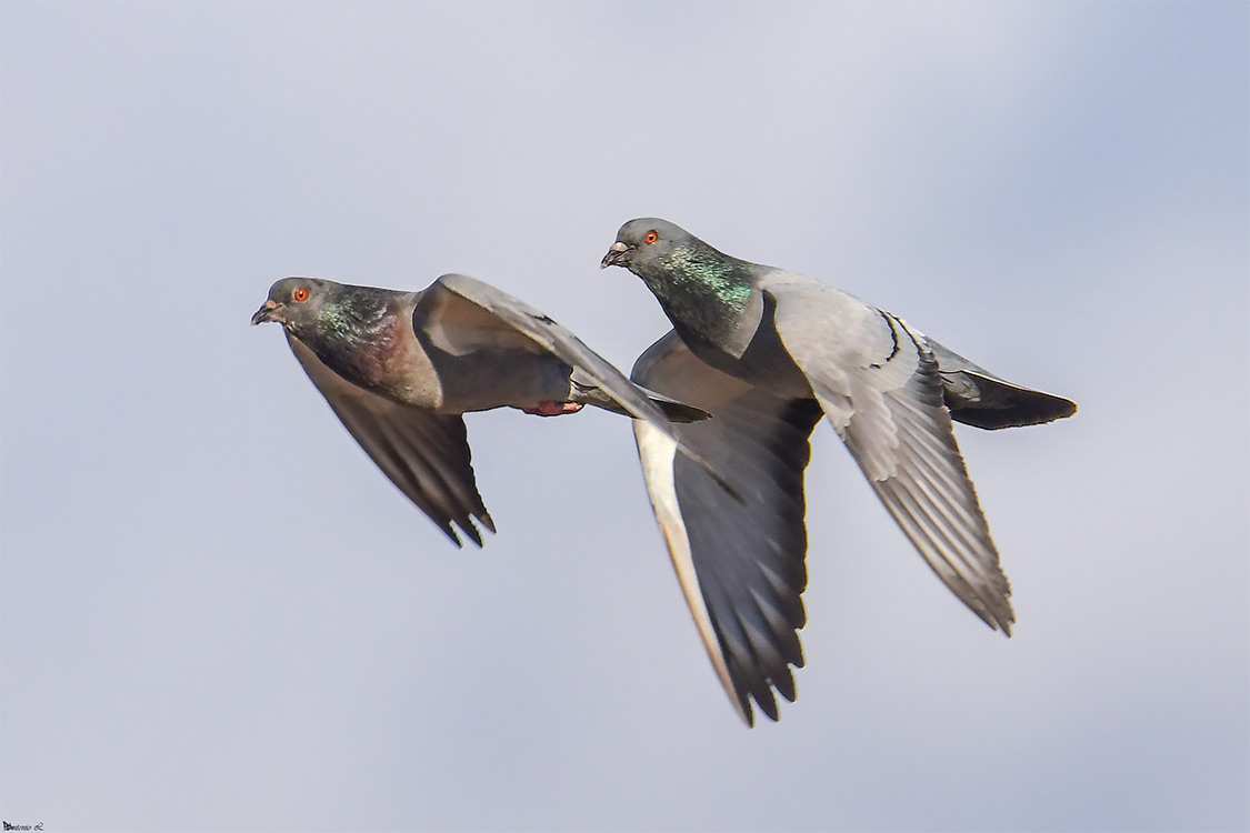 Objetivo: Naturaleza Viva: Paloma bravía (Columba livia)