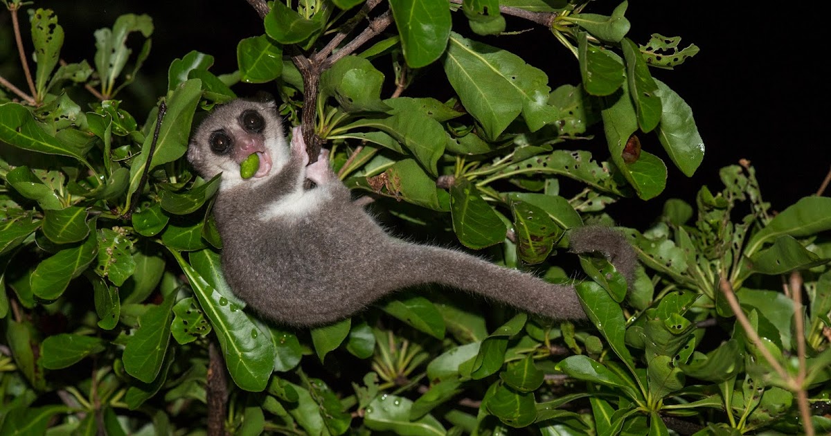 Species New to Science: [Primatology • 2015] Discovery of An Island ...