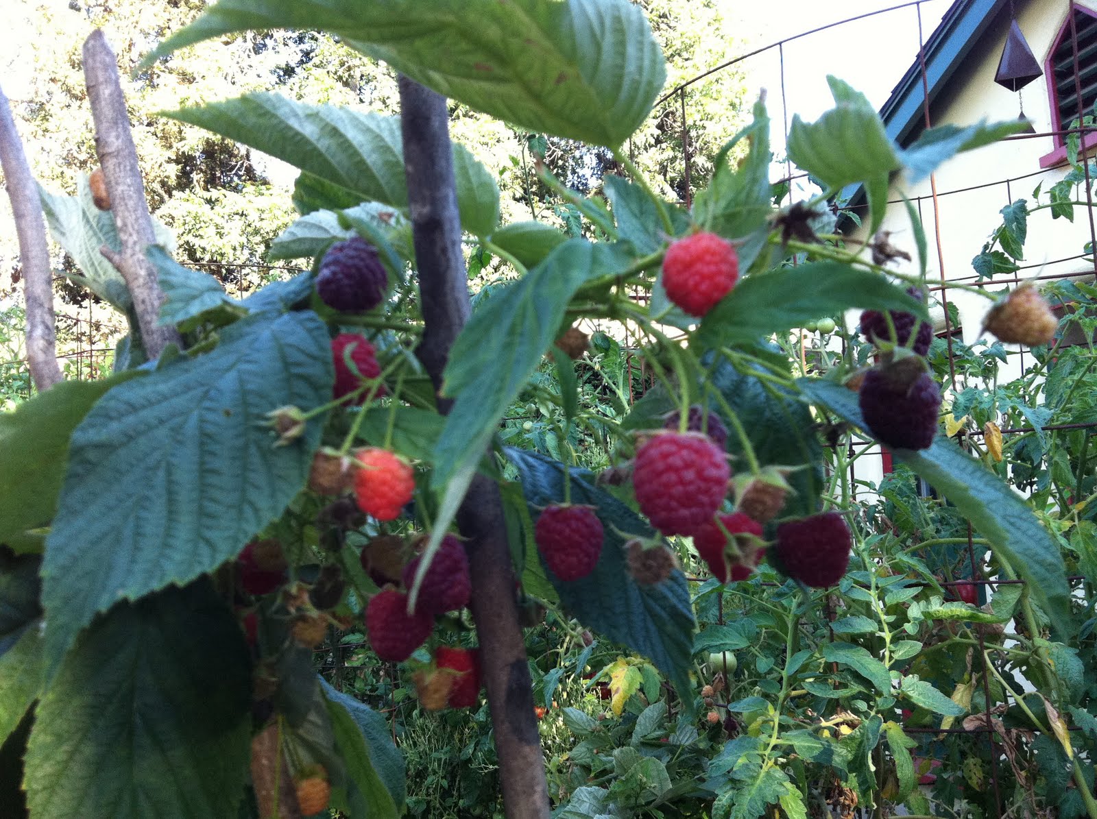 Animal Vegetable SAP