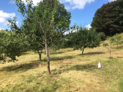 Bradwell Community Orchard