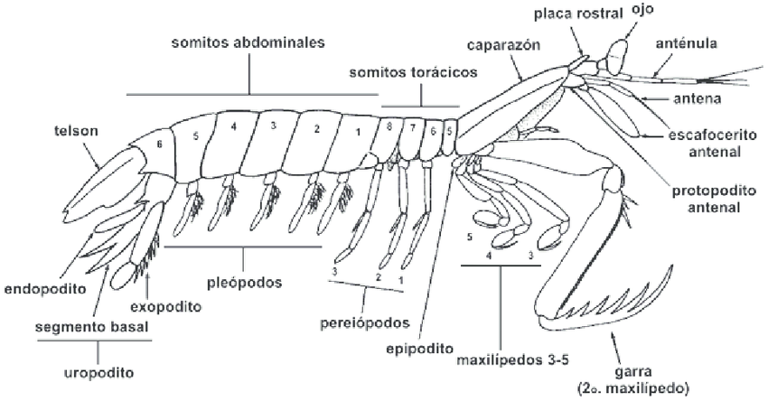 ANIMAIS MARINHOS - MARINE ANIMALS: Lagosta Boxeadora