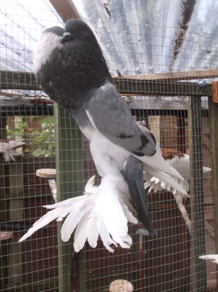 World of Pigeons and Doves: Pomeranian Pouter ( Pommersche Kröpfer )