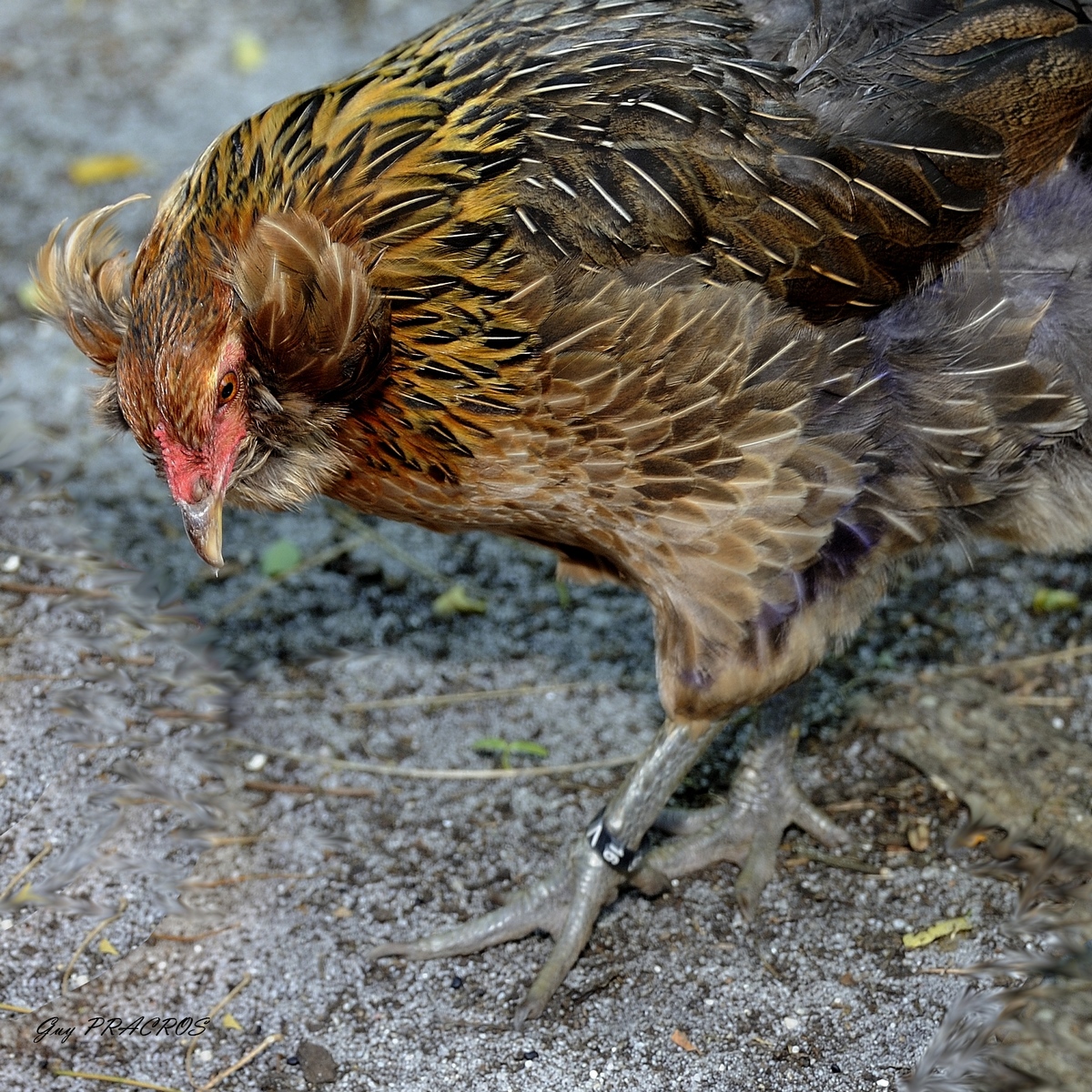 les Cocottes d'Origne : Araucana