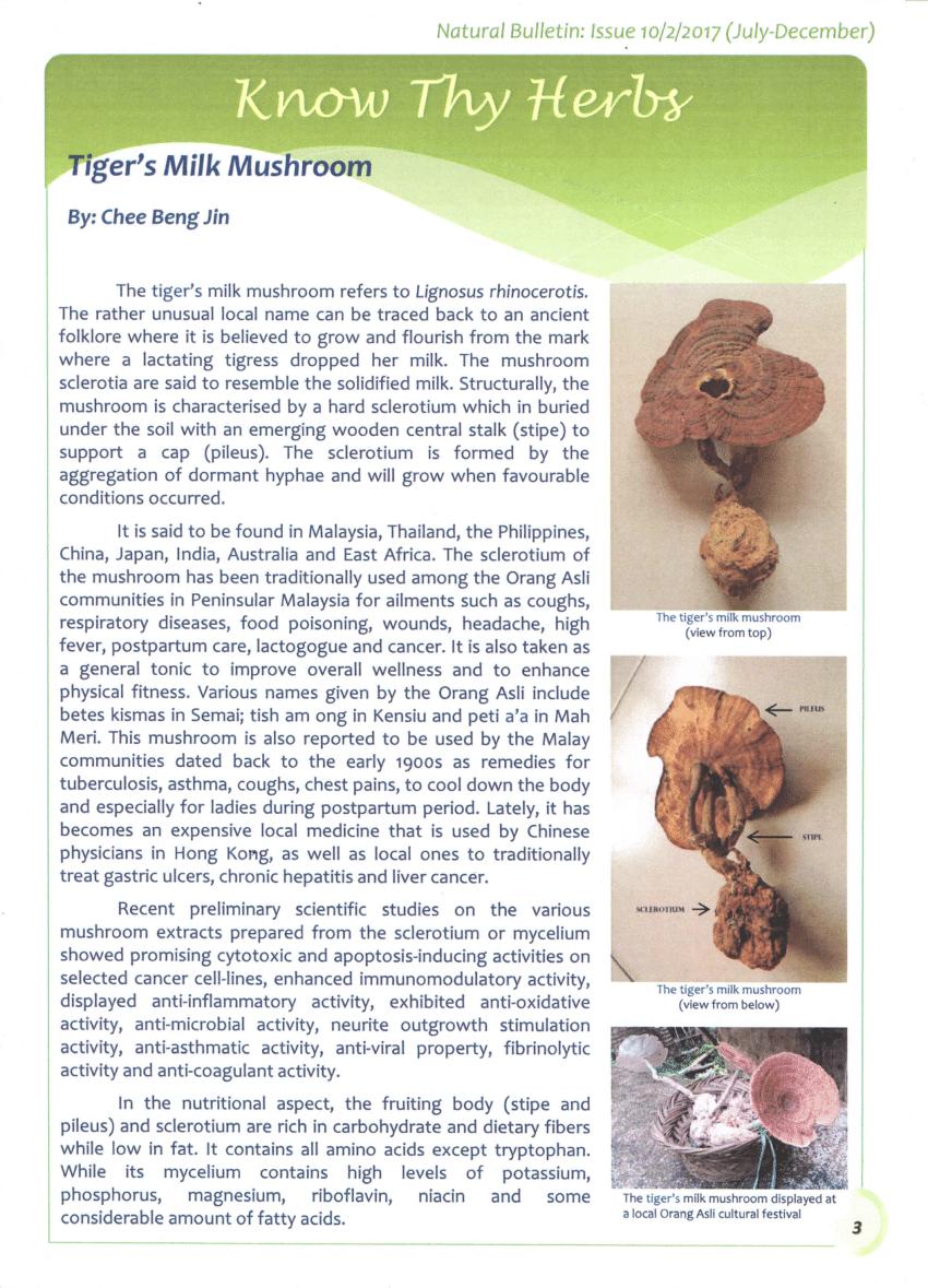 Tiger Milk Mushroom For Herb Medicine - Agro Future Store