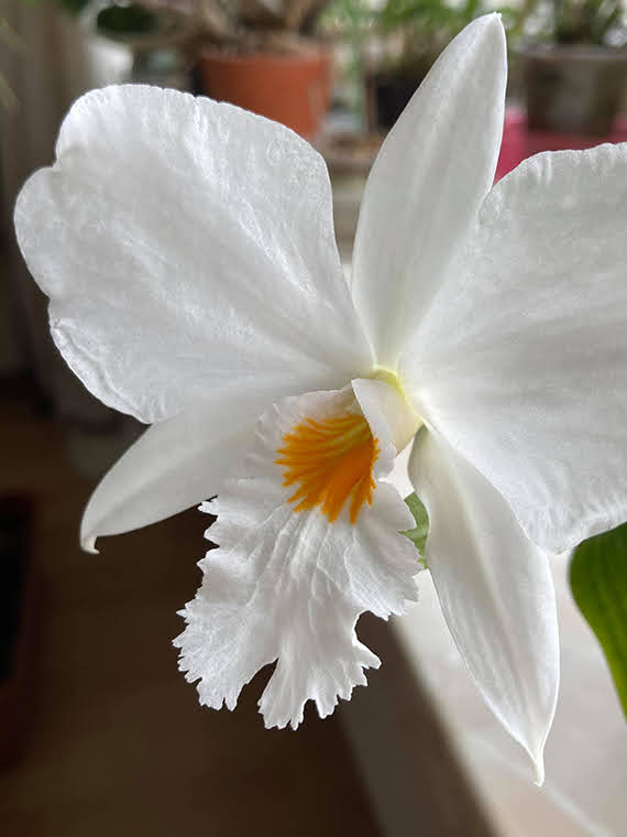 Dendrobium infundibulum Lindl.