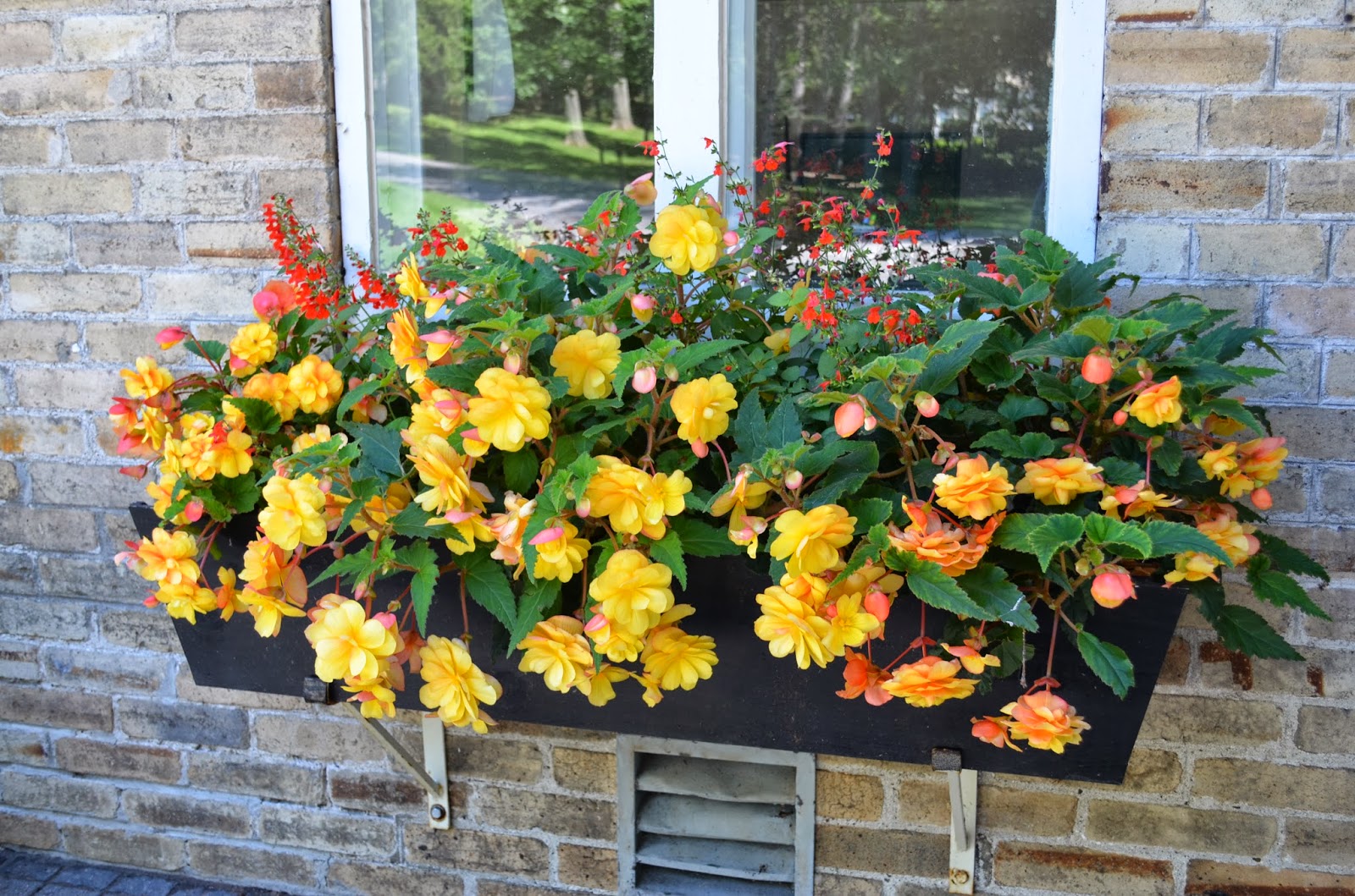 bwisegardening: Around The Garden World - Day 49 (Parc du Bois de Coulonge)