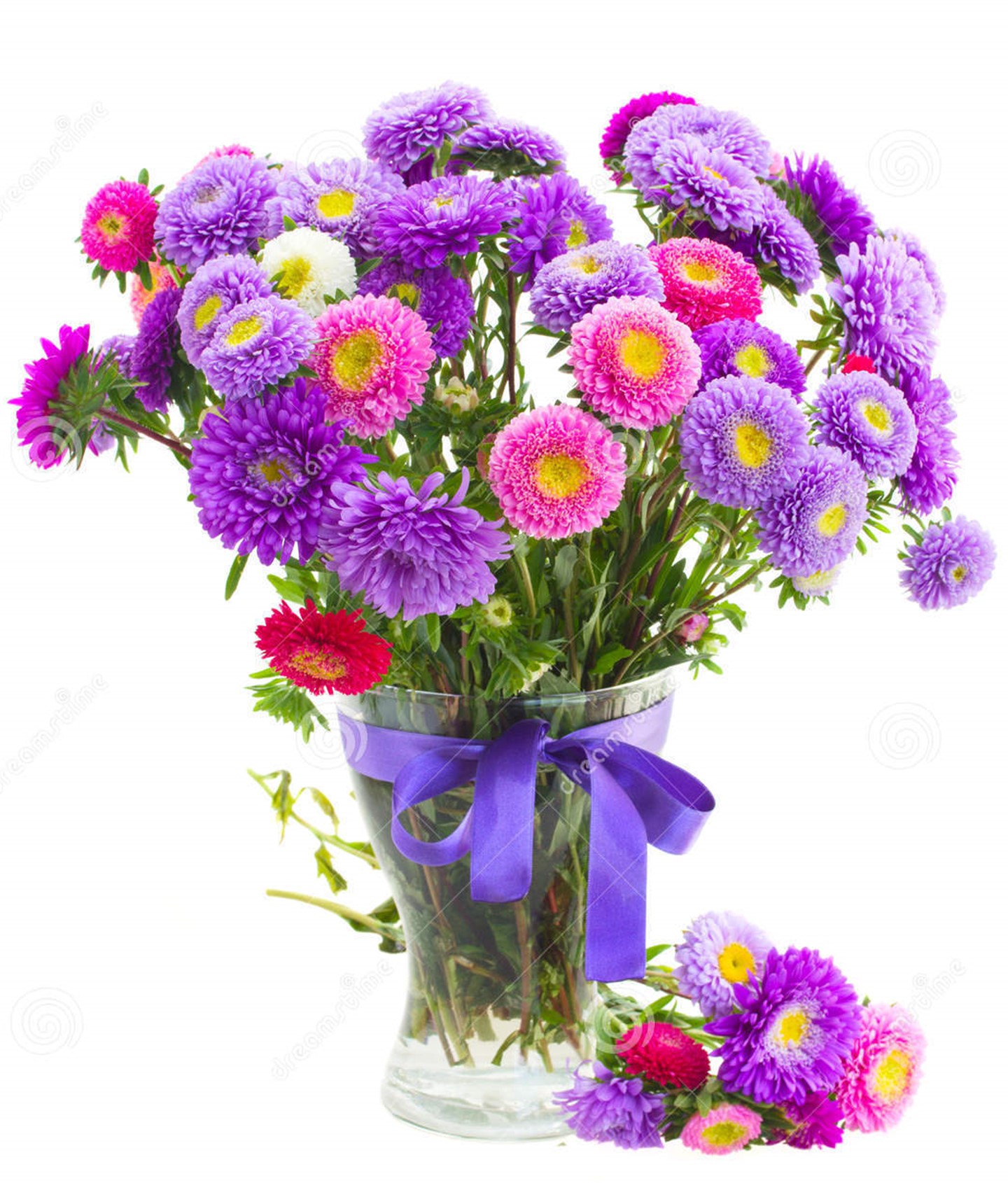 Aster sp. - Floricultura y Ornamentales