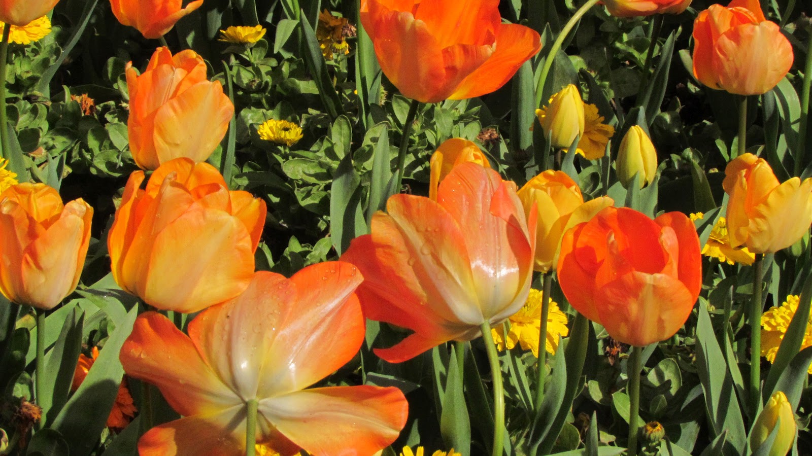 Lady Mondegreen's Secret Garden: Tulip Time
