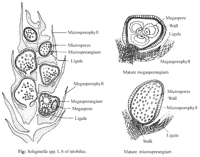 SELAGINELLA - CLASSIFICATION, STRUCTURE OF SPOROPHYTE, REPRODUCTION ...