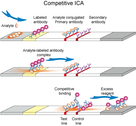 Lateral Flow Assay