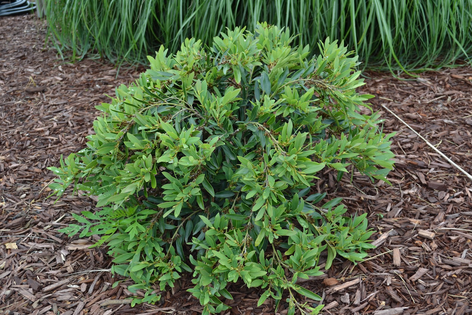 Damn good plants - Distylium myricoides