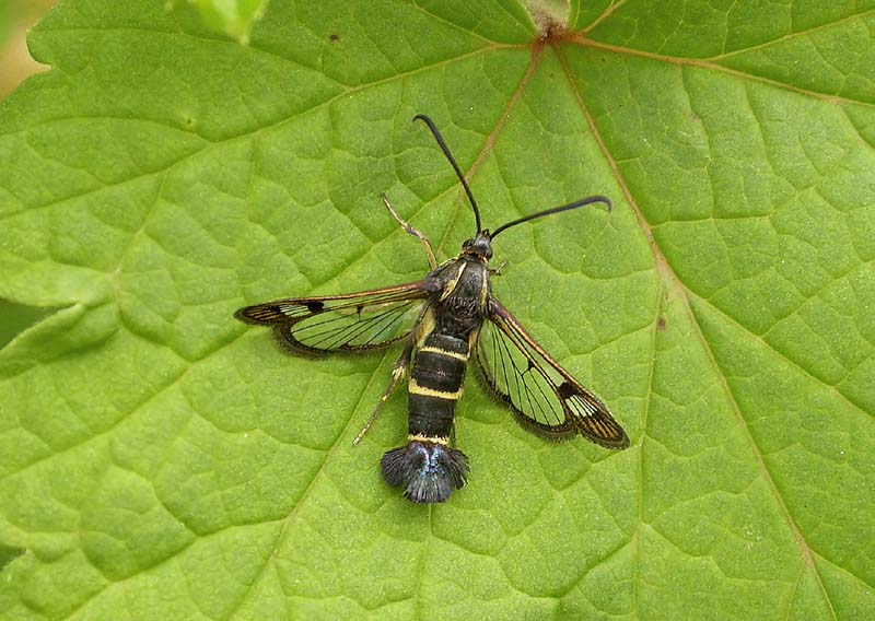 Charlie's moths of Calderdale.: 48: CHOREUTIDAE, 52: CLEARWINGS, 54 ...