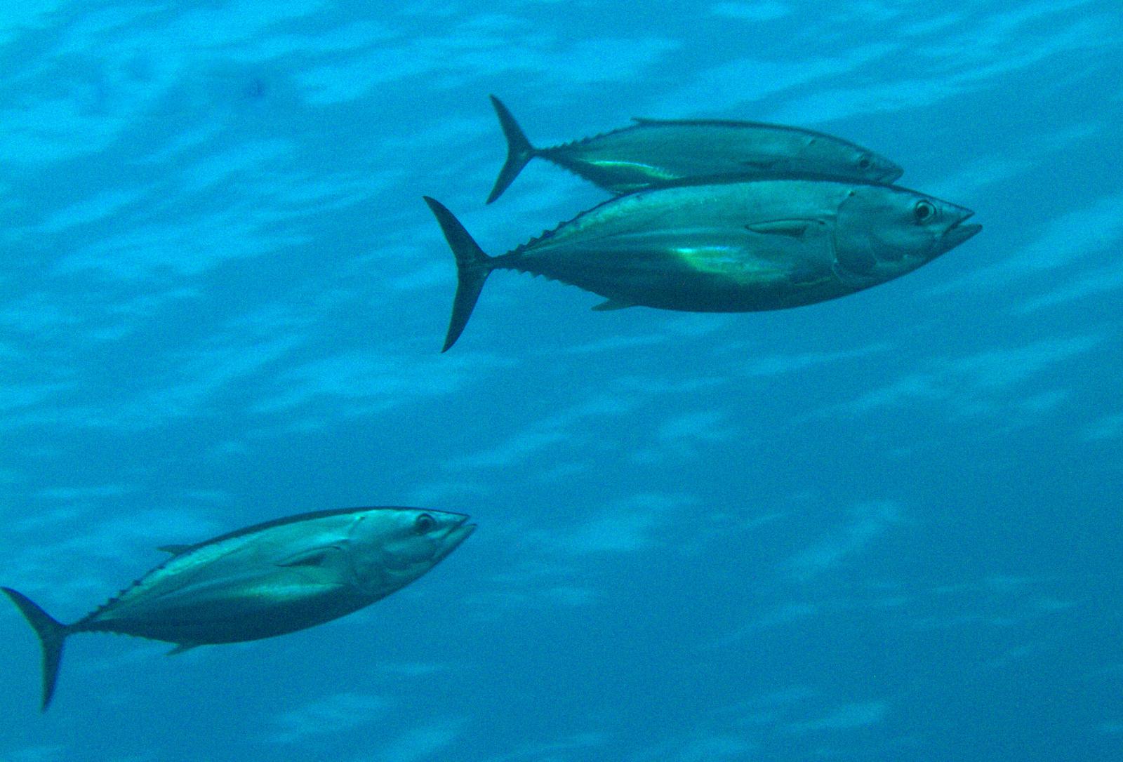 Peixe Bonito de Barriga Listrada (Katsuwonus pelamis)