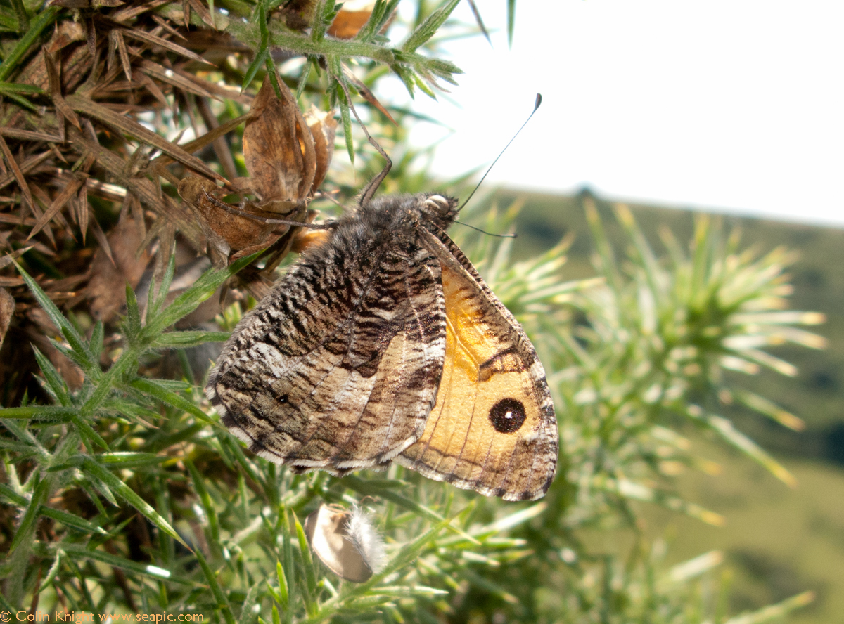 Postcards from Sussex: more Graylings