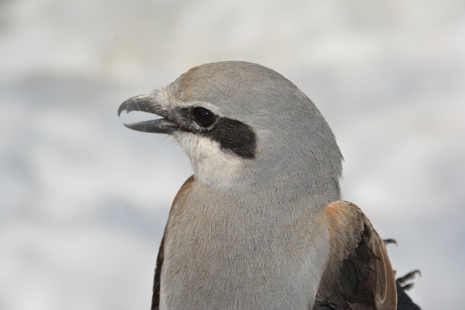 Boreal Bruce's Bird Banding Blog : sky shark