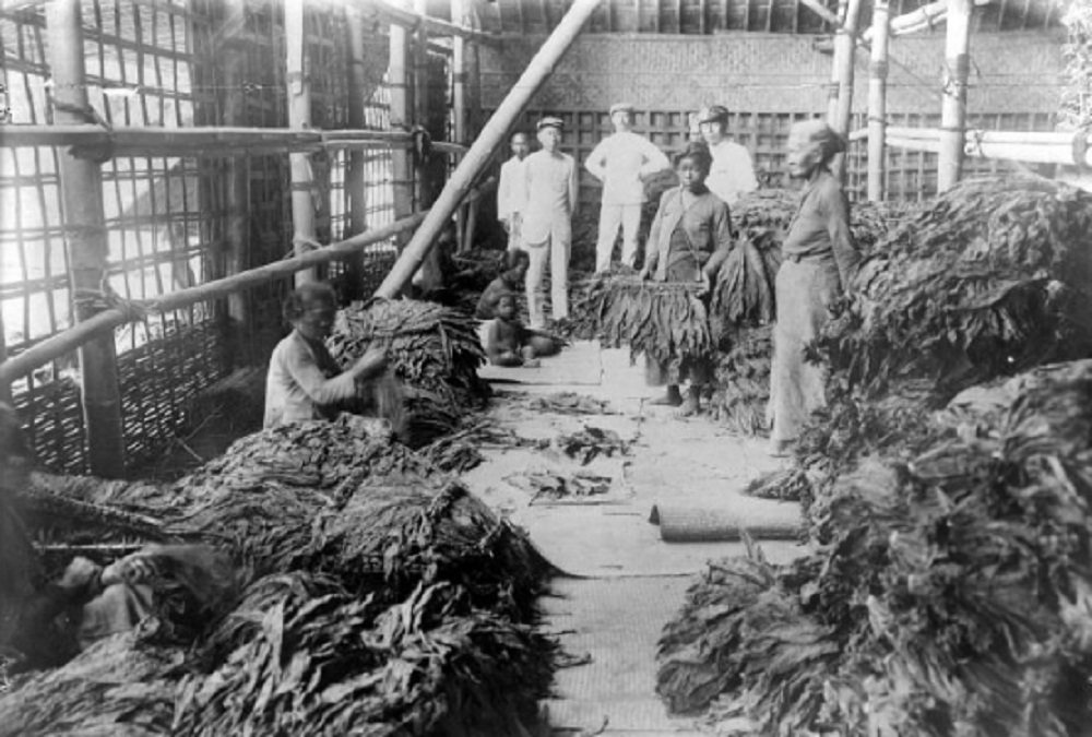 Sejarah Tanam Paksa - Perumperindo.co.id