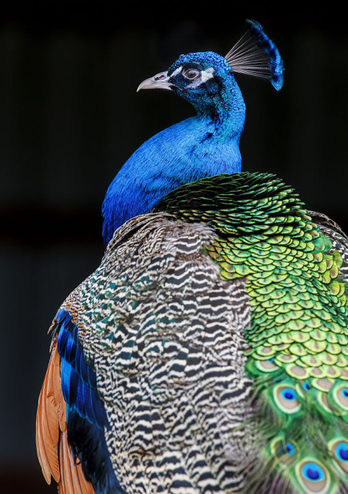 Gambar Merak - Gambar Merak