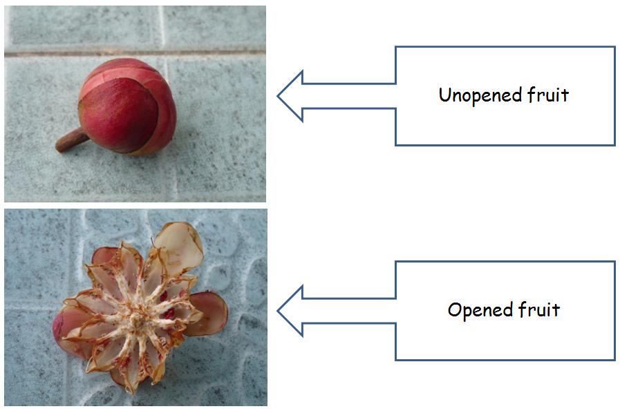 All About Science: SIMPUR (Brunei's National Flower) Story
