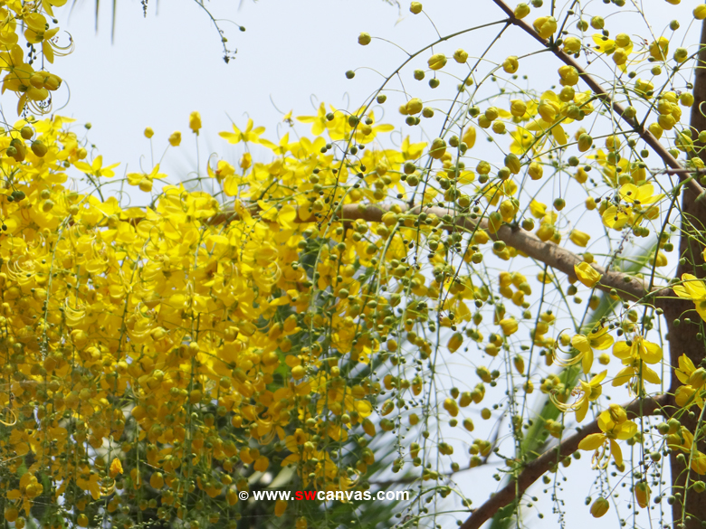 Kanikonna Wallpaper 2013 | SW Canvas is a creative Photography Gallery ...