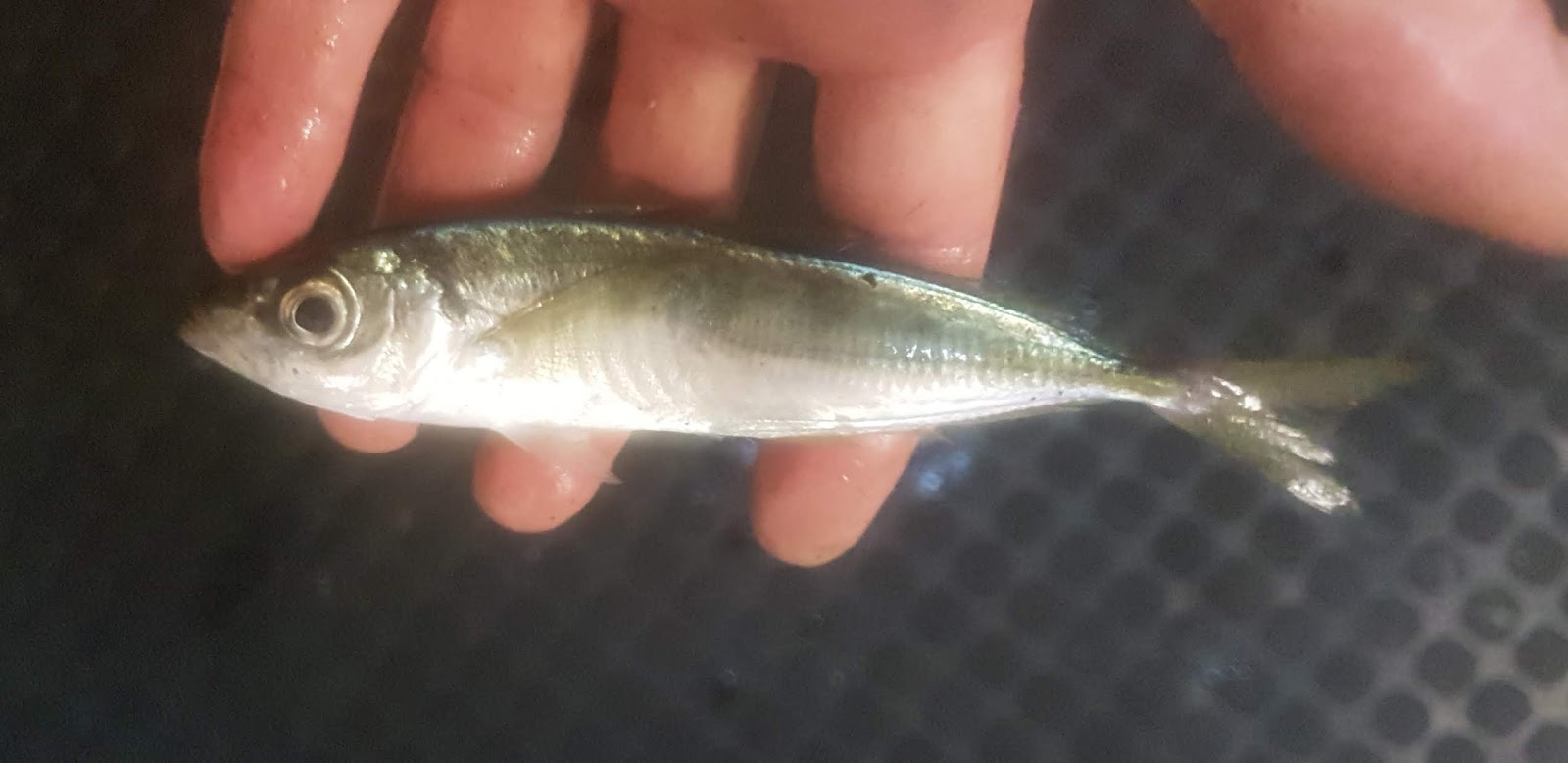 El Mar Argentino Maffeis Oscar: 200912