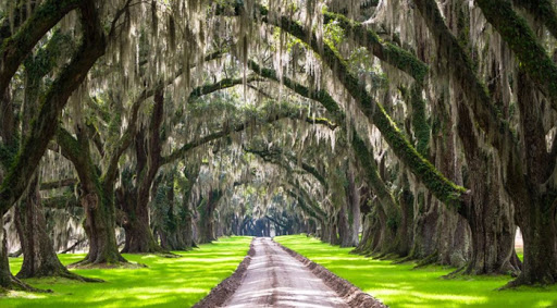 11 Top-Rated Tourist Attractions in South Carolina : BizGlob