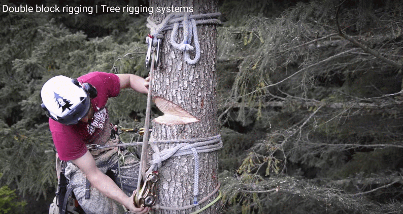 樹木流纜 雙滑輪系統Double block rigging | Tree rigging systems | 樹沃客樹藝